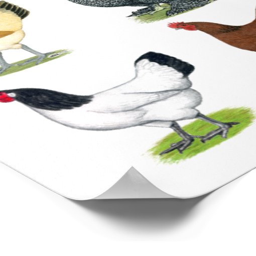 49 Chicken Hens Poster | Zazzle