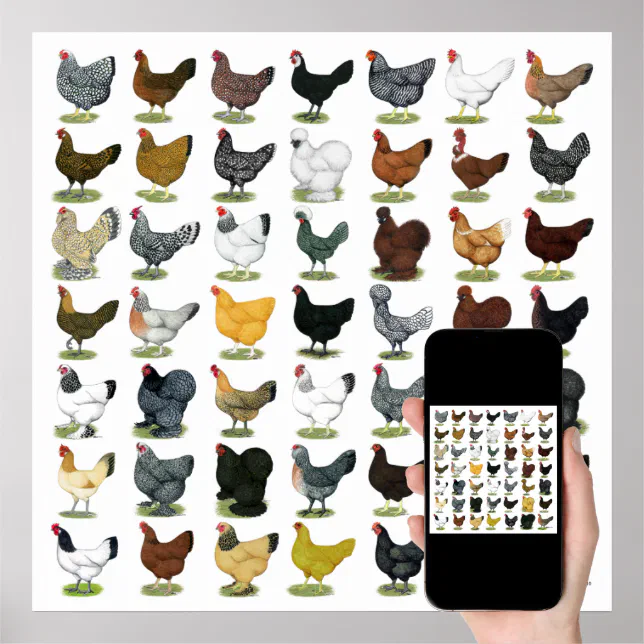 49 Chicken Hens Poster | Zazzle