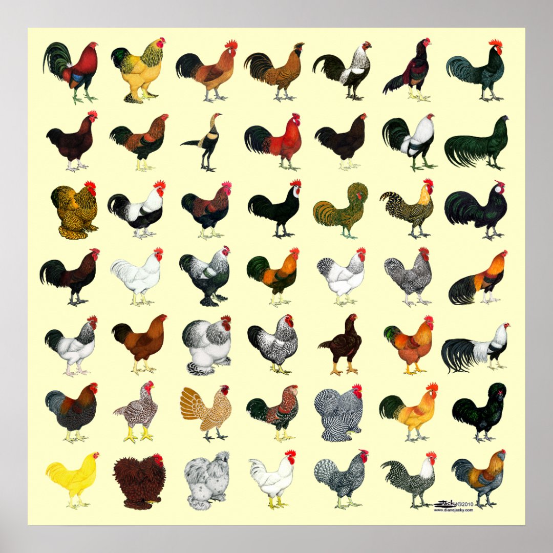 49 Roosters Poster | Zazzle