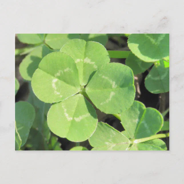 4 Leaf Clover Good Luck Charm Postcard | Zazzle