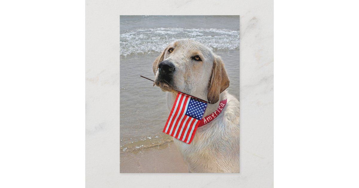 4th of July Labrador Retriever with Flag Holiday Postcard | Zazzle