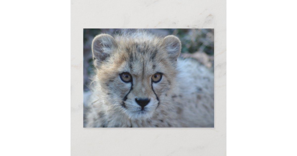 4x6 cheetah postcard | Zazzle