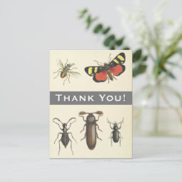 5 Vintage Style Insects "Thank You!" Postcard | Zazzle