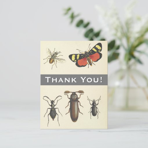 5 Vintage Style Insects "Thank You!" Postcard | Zazzle