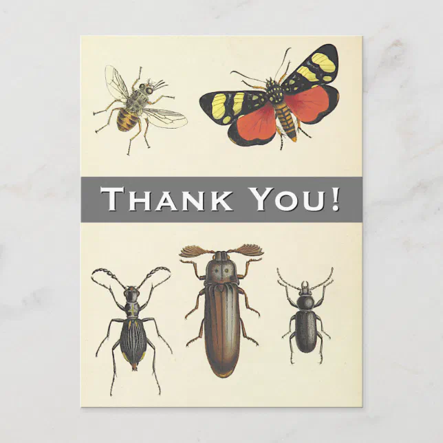 5 Vintage Style Insects "Thank You!" Postcard | Zazzle