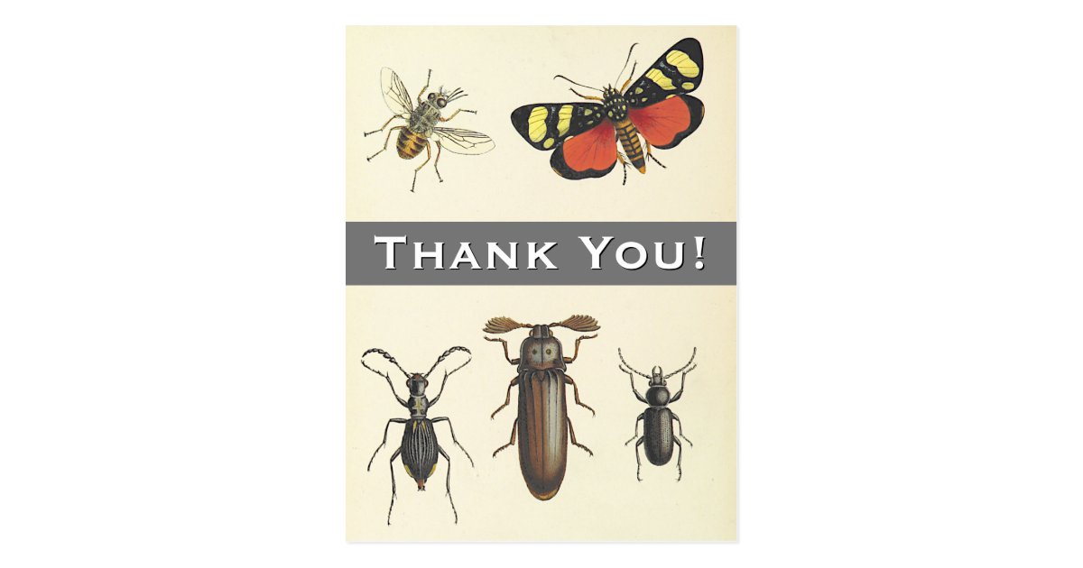 5 Vintage Style Insects "Thank You!" Postcard | Zazzle.com