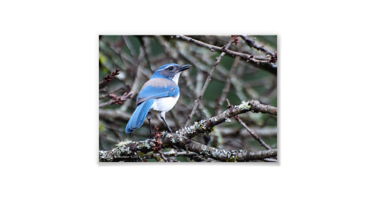 5X7 Western Blue Jay Photo Print | Zazzle