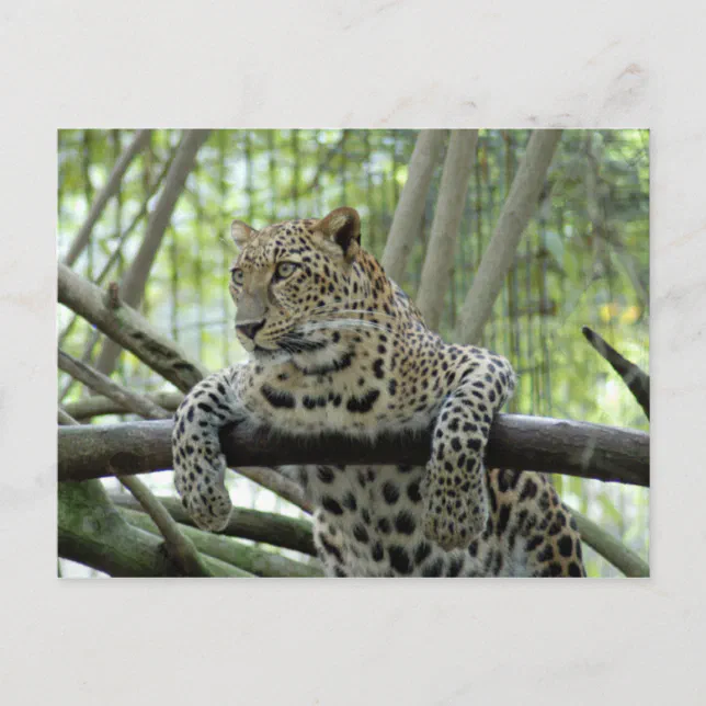 6x4 Postcard Template | Zazzle