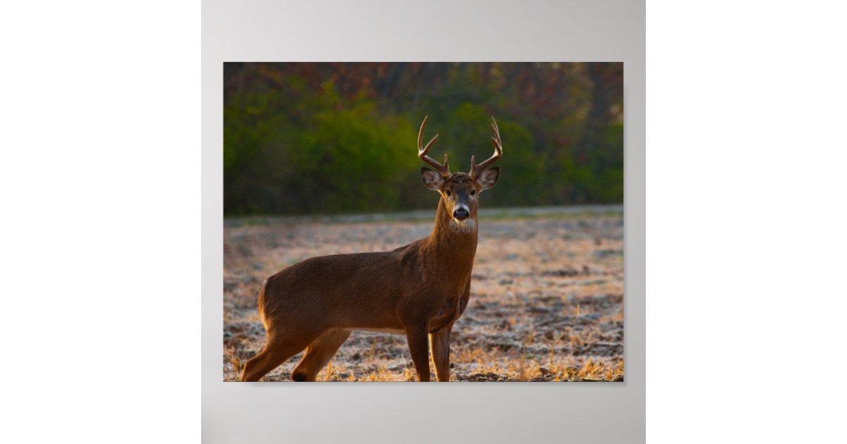 7 Point Buck Poster | Zazzle