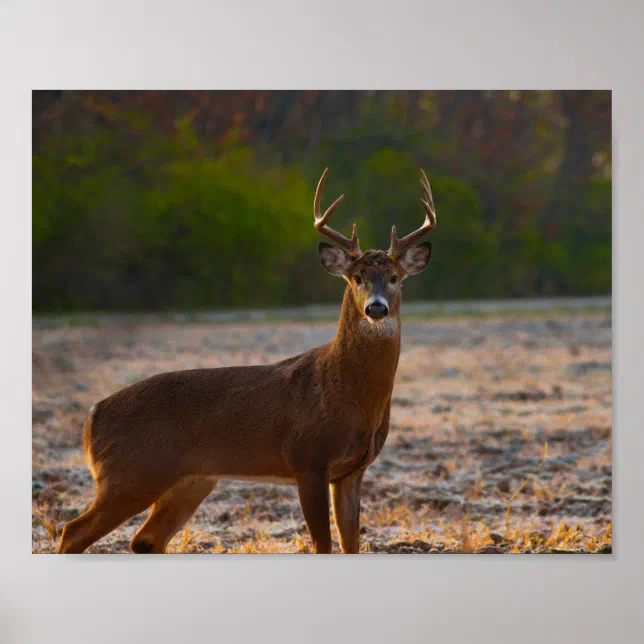 7 Point Buck Poster | Zazzle