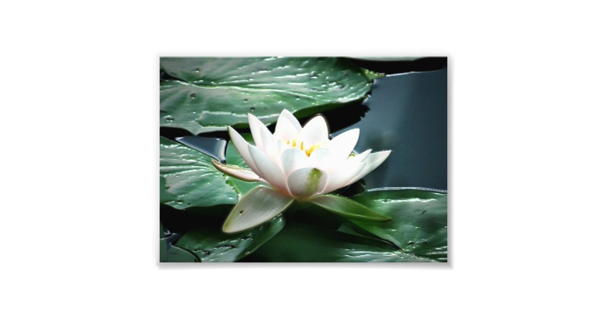 7x5 photo print | Zazzle