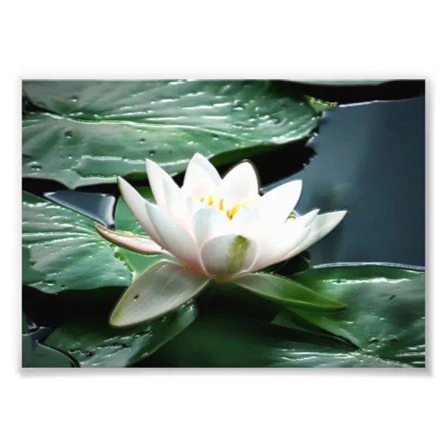 7x5 photo print | Zazzle