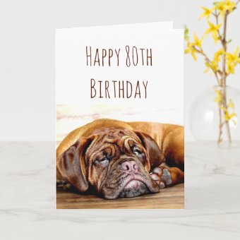 80th Birthday Sad Dog Stay Pawsitive Humor Card | Zazzle