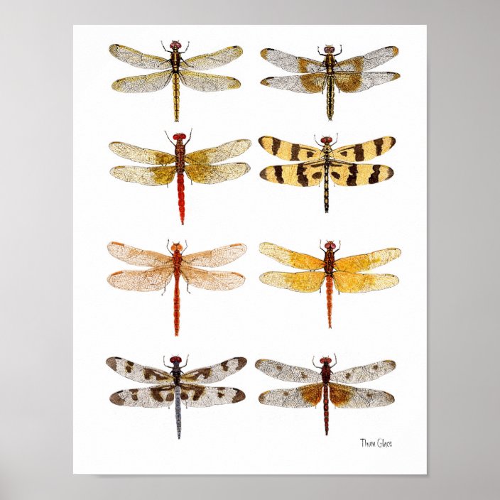 8 Dragonflies Poster | Zazzle.com