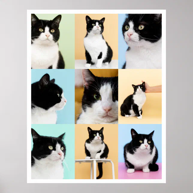 9 Photo Modern Collage Cat Dog Poster | Zazzle