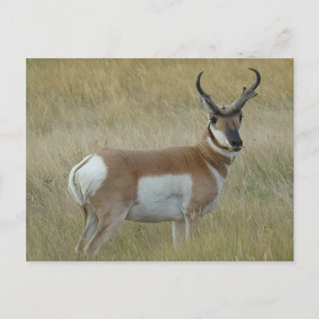 A1 Pronghorn Antelope Big Buck Postcard | Zazzle