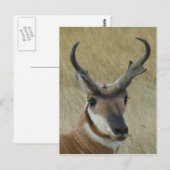 A21 Pronghorn Antelope Head Shot Postcard | Zazzle