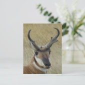 A21 Pronghorn Antelope Head Shot Postcard | Zazzle