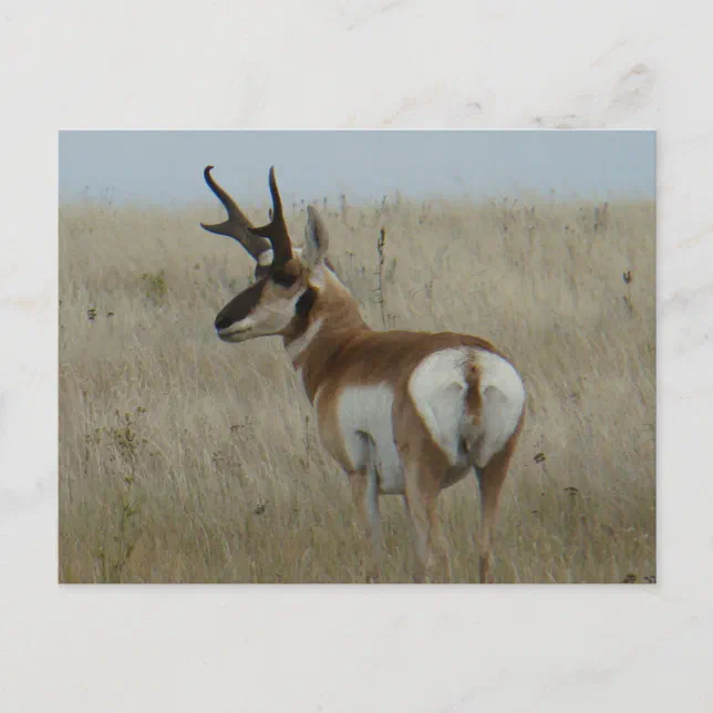 A22 Pronghorn Antelope Big Buck Postcard | Zazzle