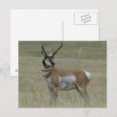 A37 Pronghorn Antelope Buck Crooked Horns Postcard | Zazzle