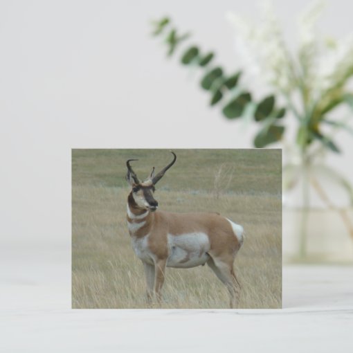 A37 Pronghorn Antelope Buck Crooked Horns Postcard | Zazzle