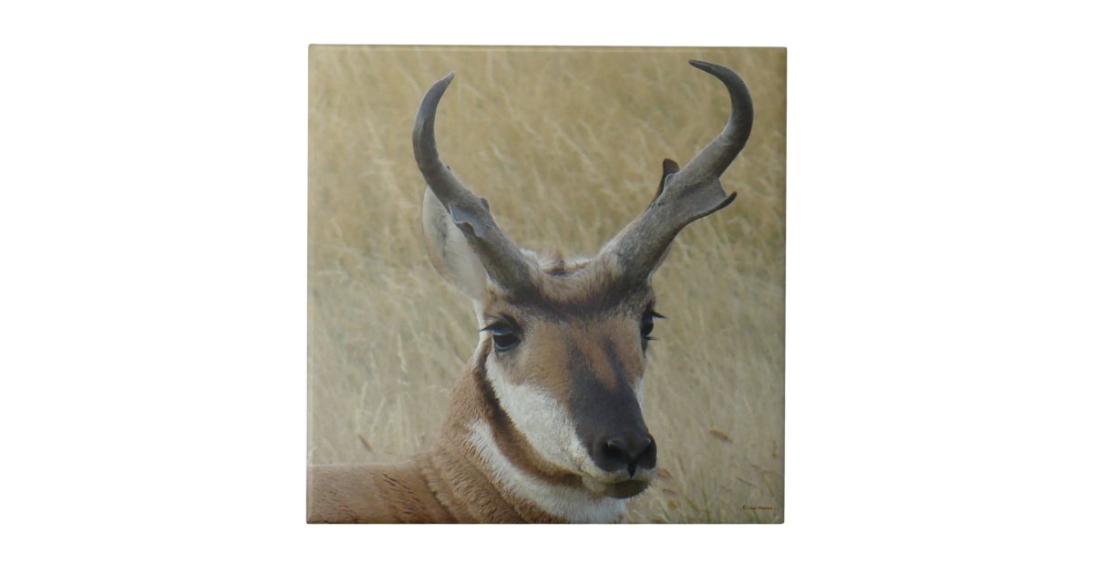 A5 Pronghorn Antelope Big Buck Head Shot Ceramic Tile | Zazzle