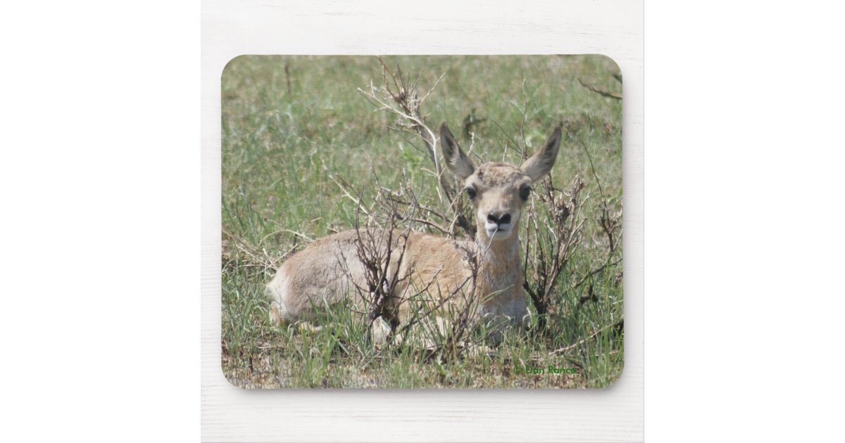A7 Baby Pronghorn Antelope Mouse Pad | Zazzle