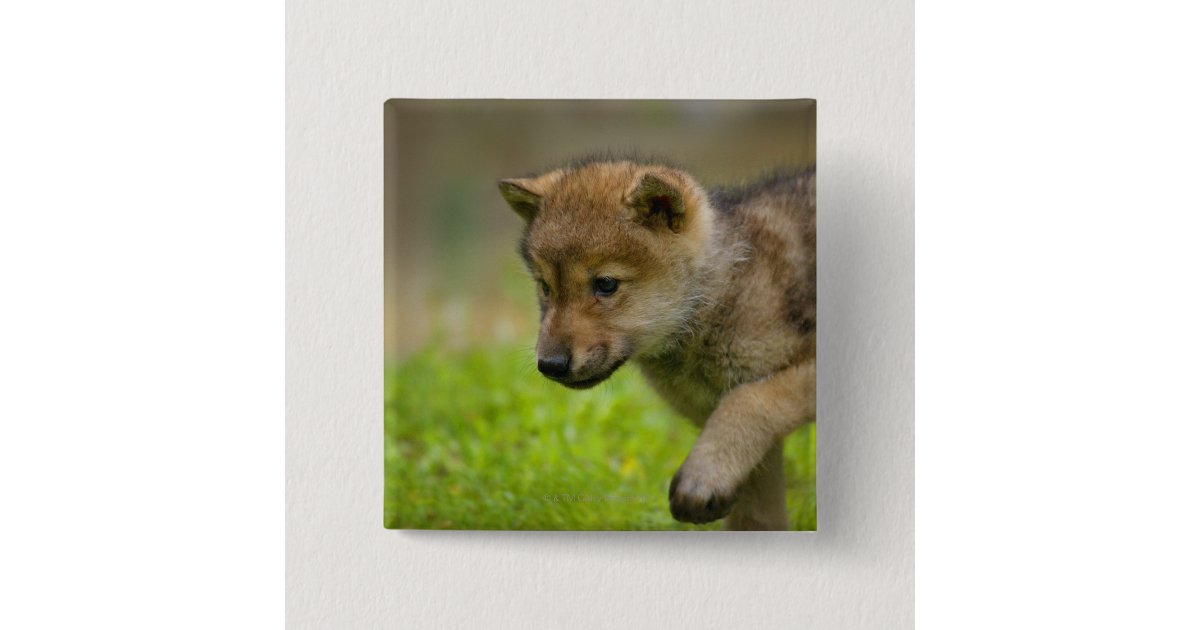 A baby wolf button | Zazzle