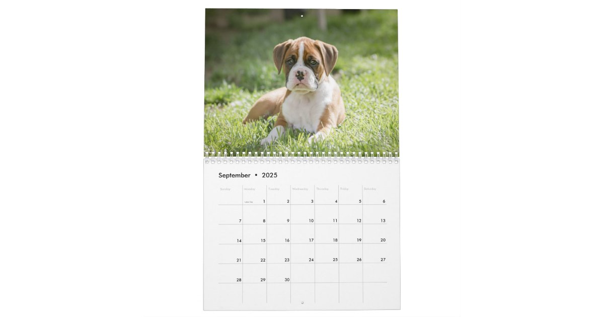 A Boxer Dog's Life - Cute Boxer Puppies Calendar | Zazzle