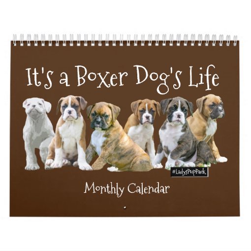A Boxer Dog's Life - Cute Boxer Puppies Calendar | Zazzle