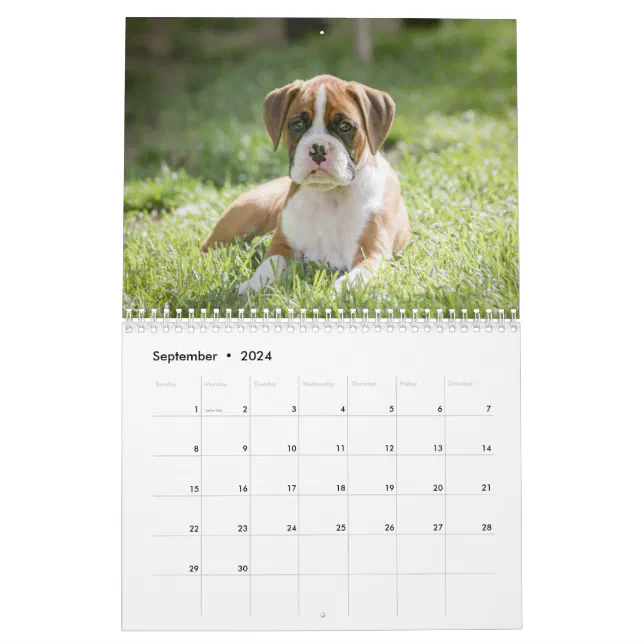 A Boxer Dog's Life - Cute Boxer Puppies Calendar | Zazzle