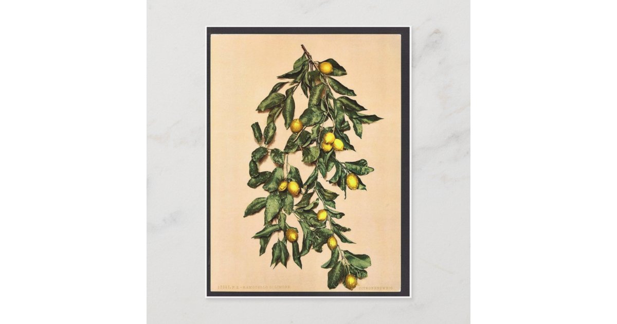 A branch of lemons, Limone, Garda, Lake of, Italy Postcard | Zazzle
