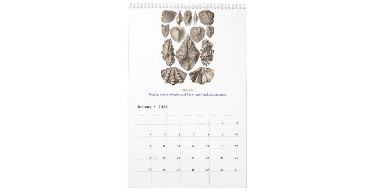 A calendar of shell drawings of Ernst Haeckel | Zazzle