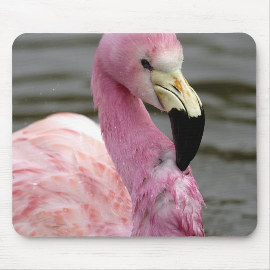 A captive photo of a Andean Flamingo Mouse Pad | Zazzle.com