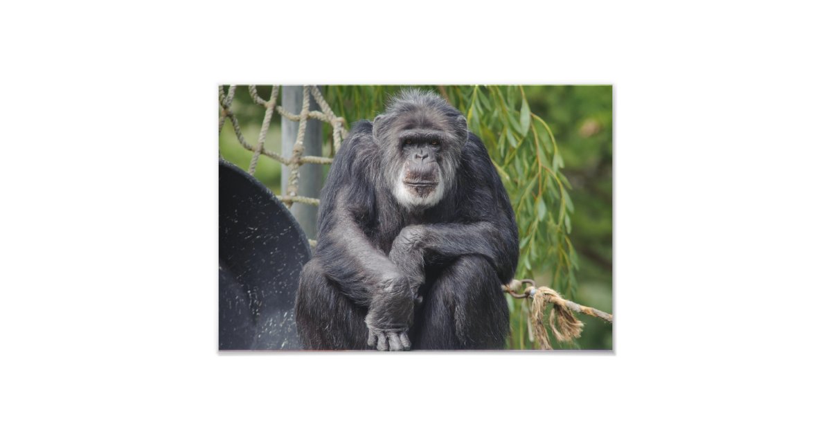 A Chimpanzee Sitting and Staring Photo | Zazzle