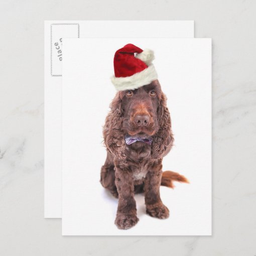 A chocolate English cocker spaniel Postcard | Zazzle