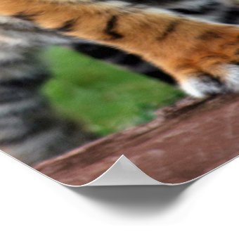 A cute baby tiger cub poster | Zazzle