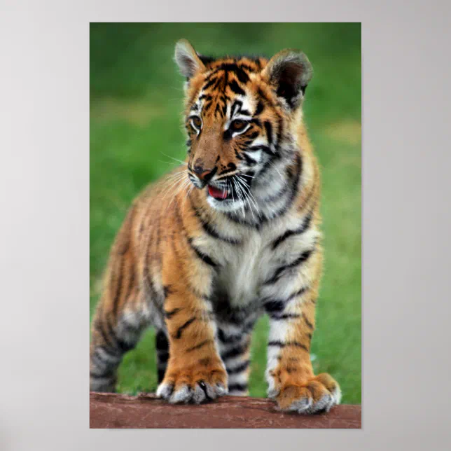 A cute baby tiger cub poster | Zazzle