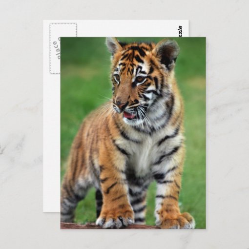 A cute baby tiger postcard | Zazzle