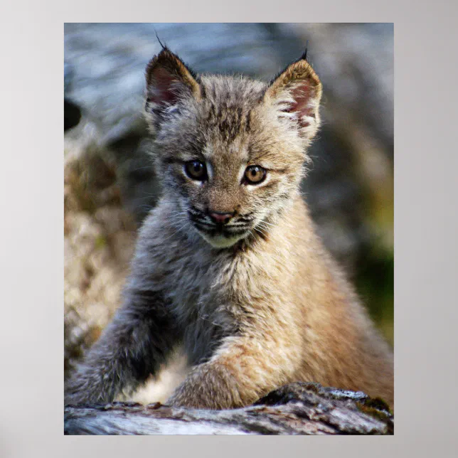A Cute Little Canadian Lynx Kitten Poster | Zazzle