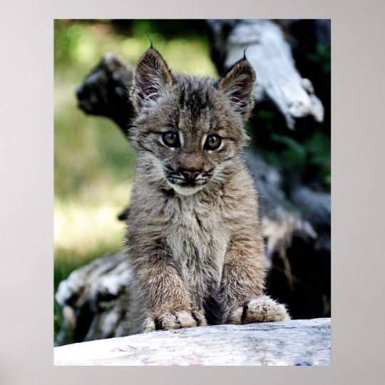 A Cute Little Canadian Lynx Kitten Poster | Zazzle.com
