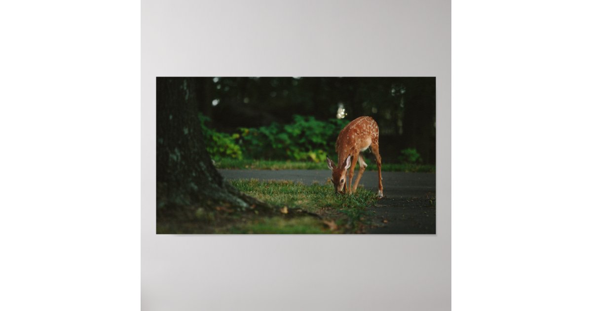 A Deer at his Dinner Poster | Zazzle