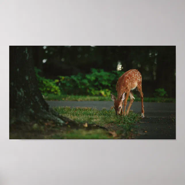 A Deer at his Dinner Poster | Zazzle