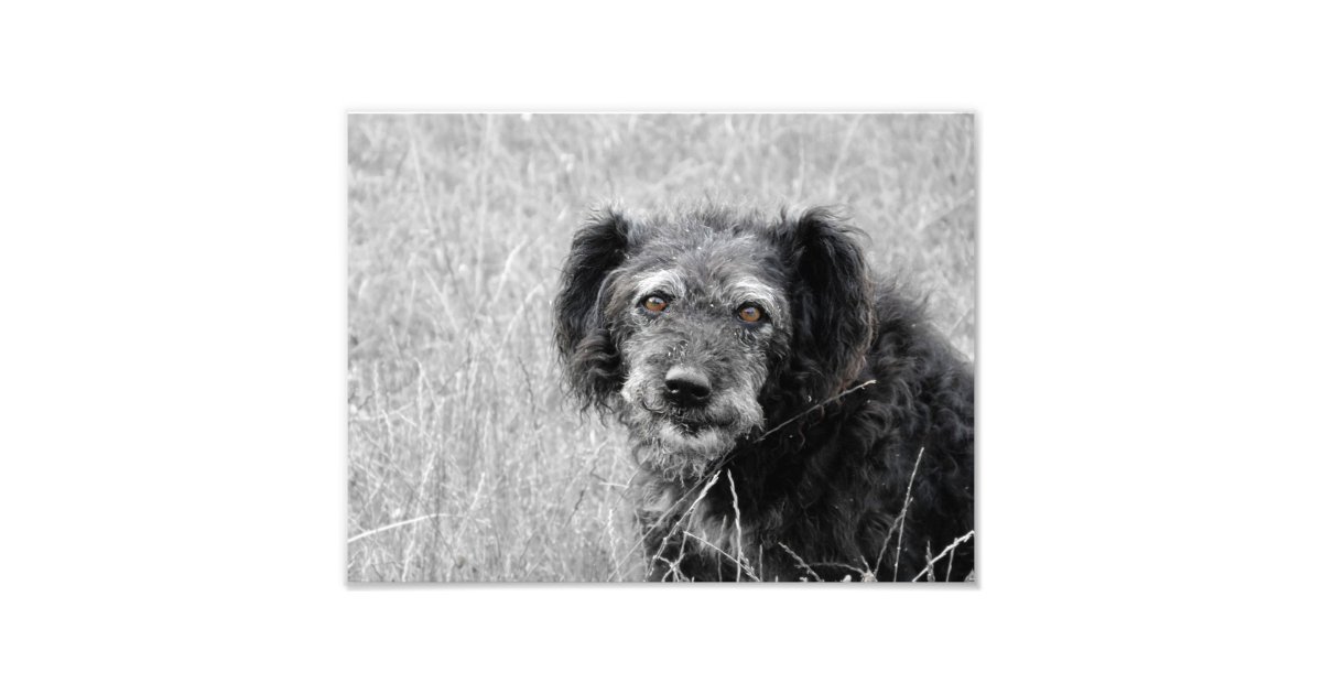 A dog's smile, dog photo, dog portrait photo print | Zazzle