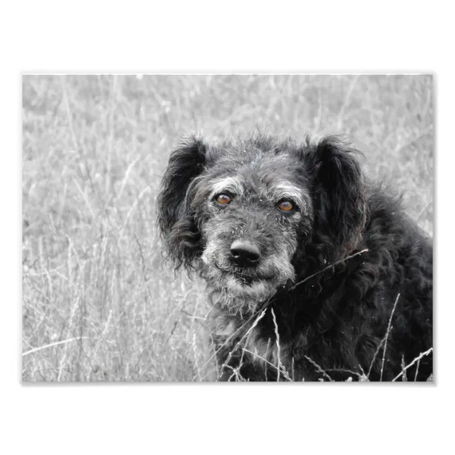 A dog's smile, dog photo, dog portrait photo print | Zazzle