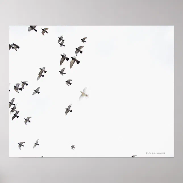 A flock of birds is flying at the sky poster | Zazzle