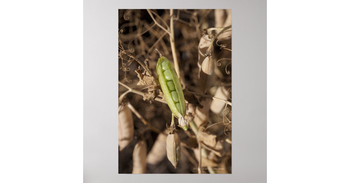 A Green Pea Pod On A Dried Pea Pod Plant Poster | Zazzle