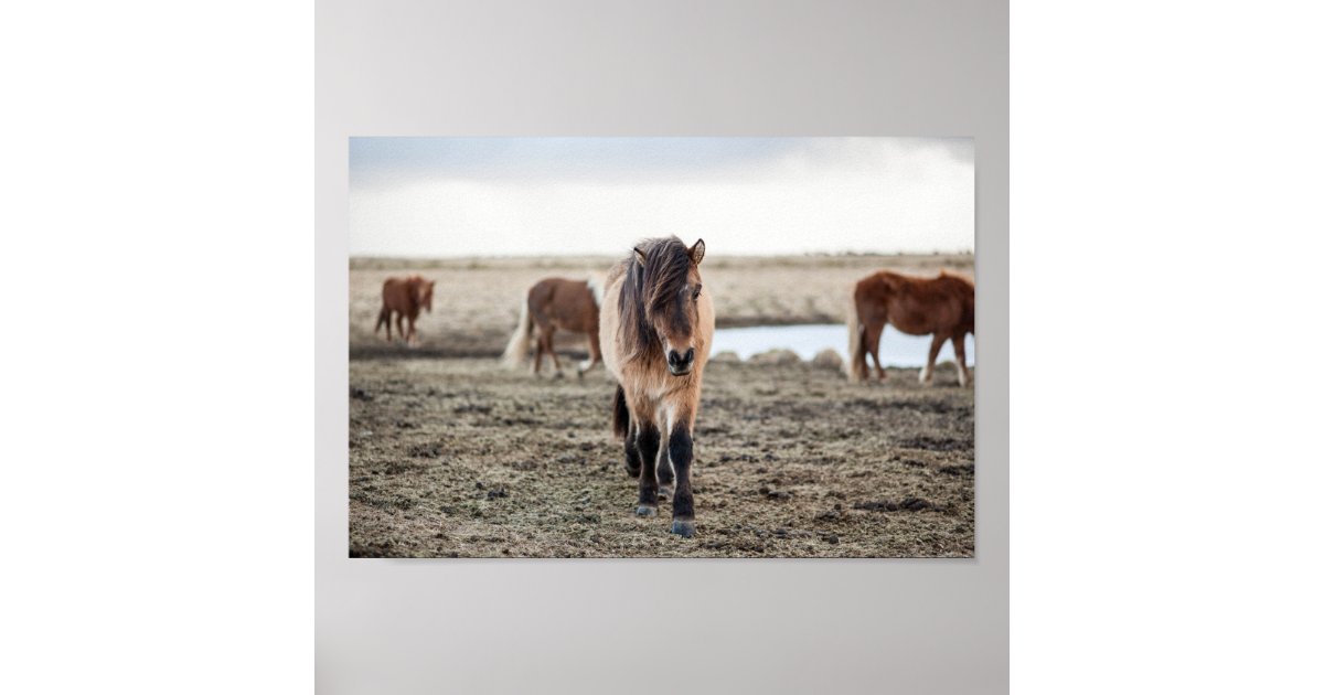 A Group of Ponies Poster | Zazzle