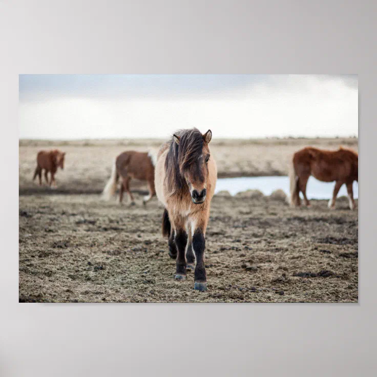 A Group of Ponies Poster | Zazzle