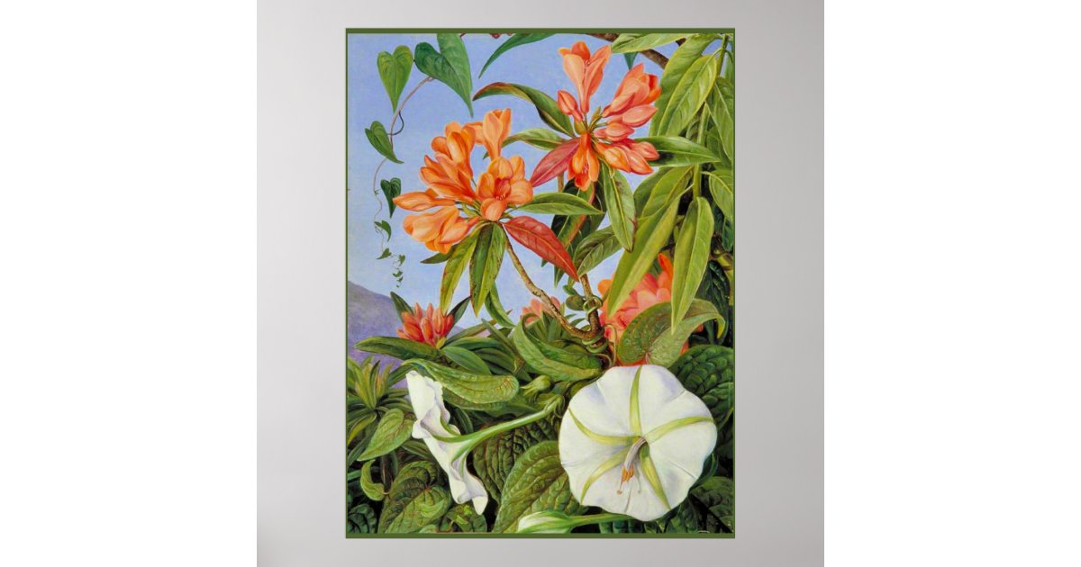 A Javan Rhododendrum and Ipomoea Poster | Zazzle